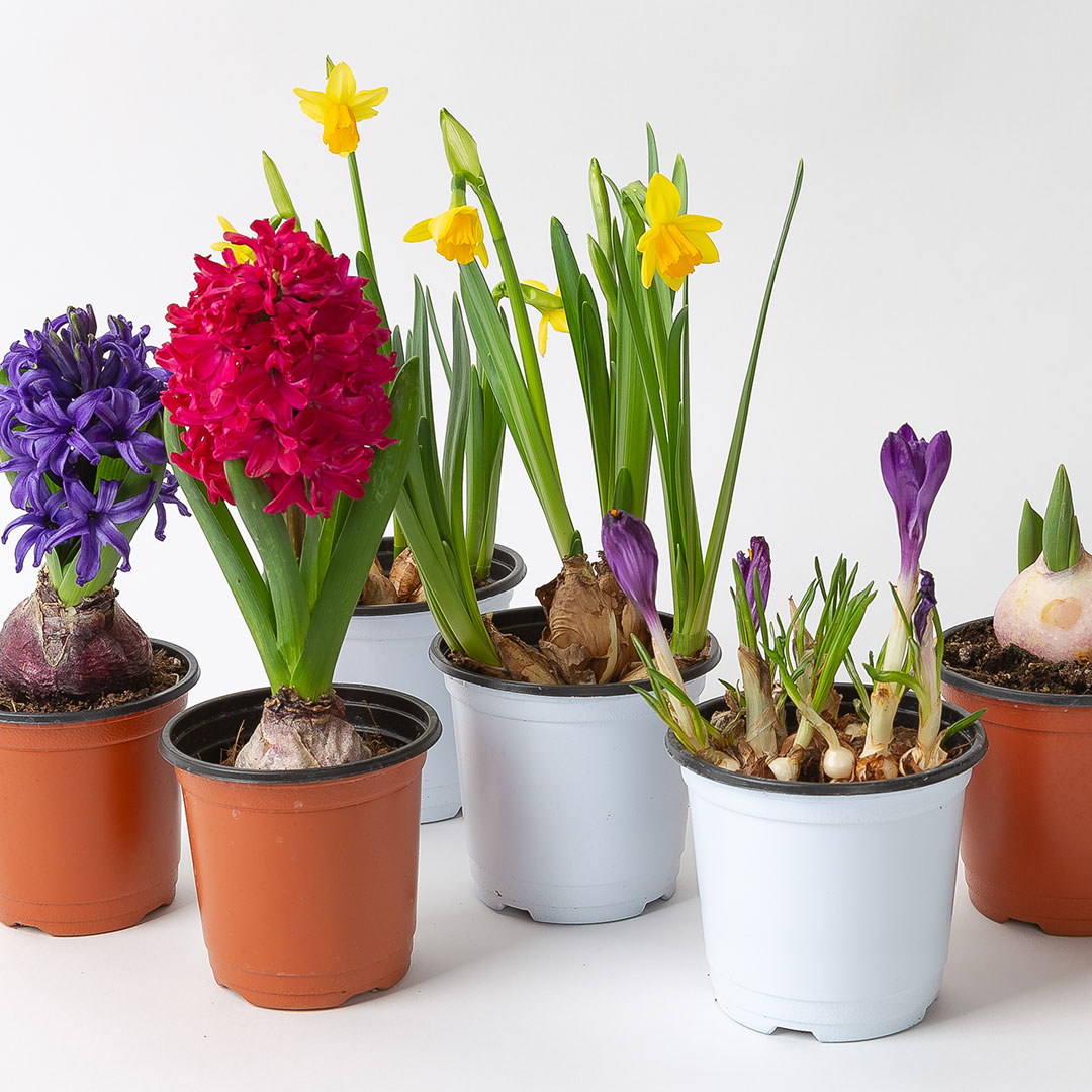 카카오쇼핑라이브